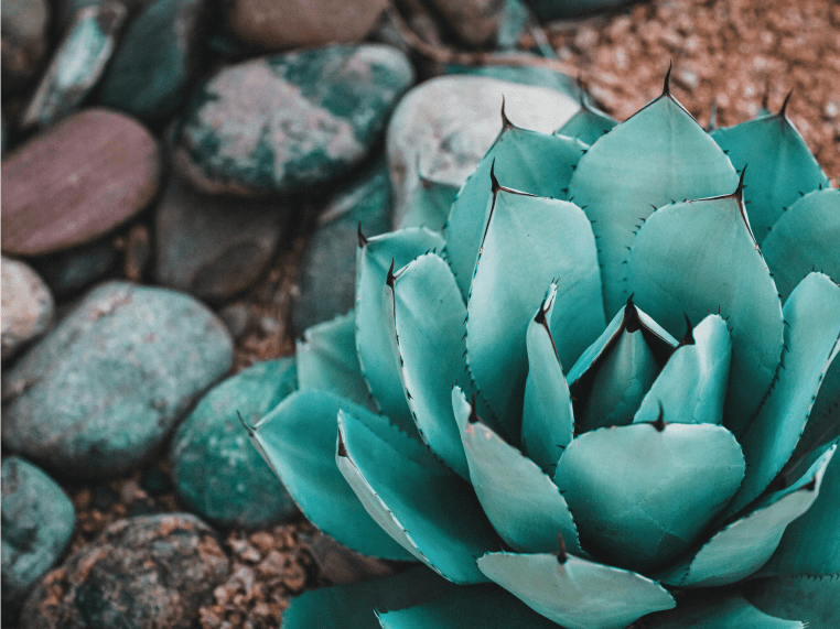 Tipos de Agave para el Mezcal, Guía Completa - Industria Club